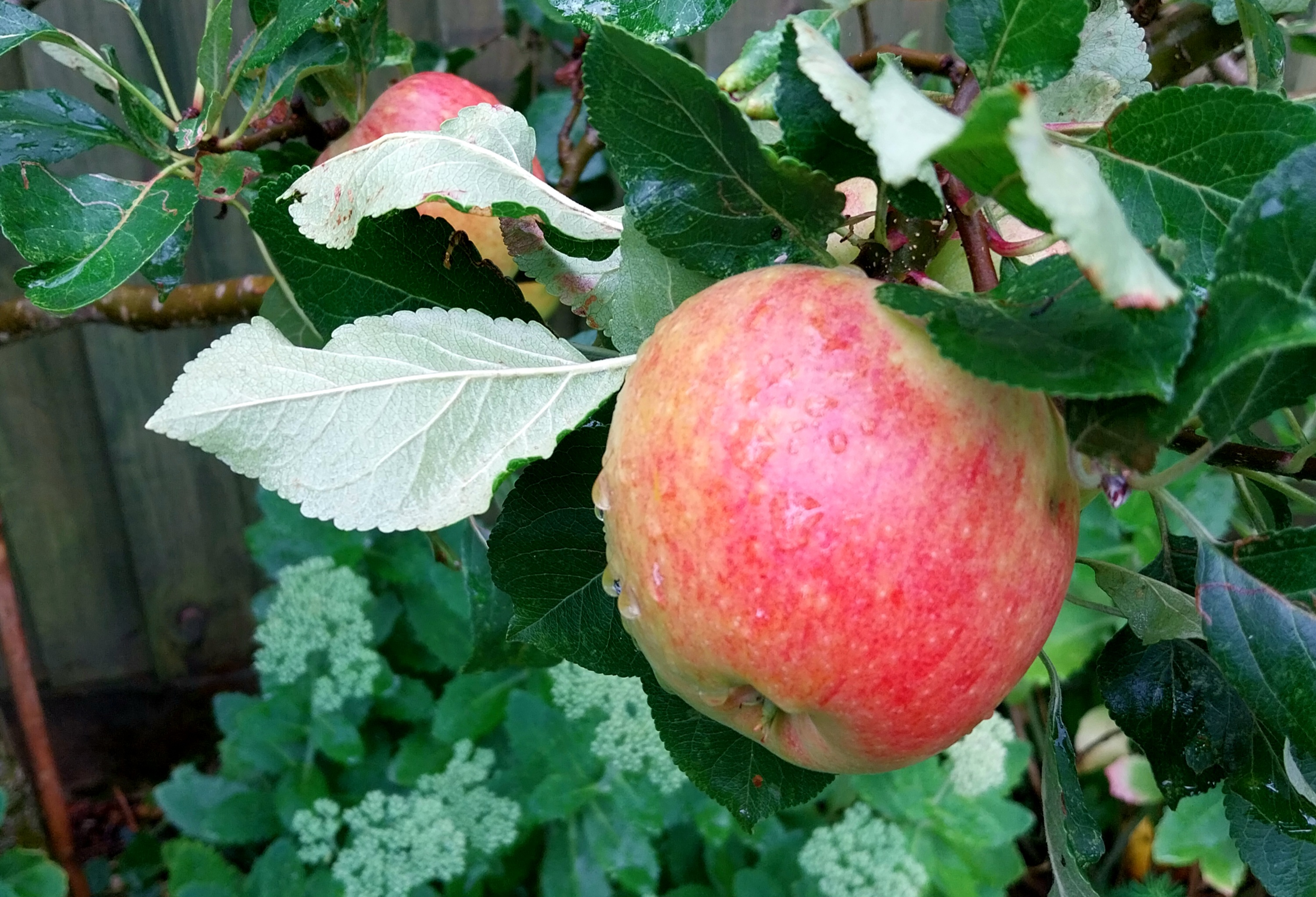 Dorset Apple Squares – A Different Kitchen